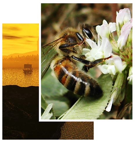 Online Art of Shannon Howell